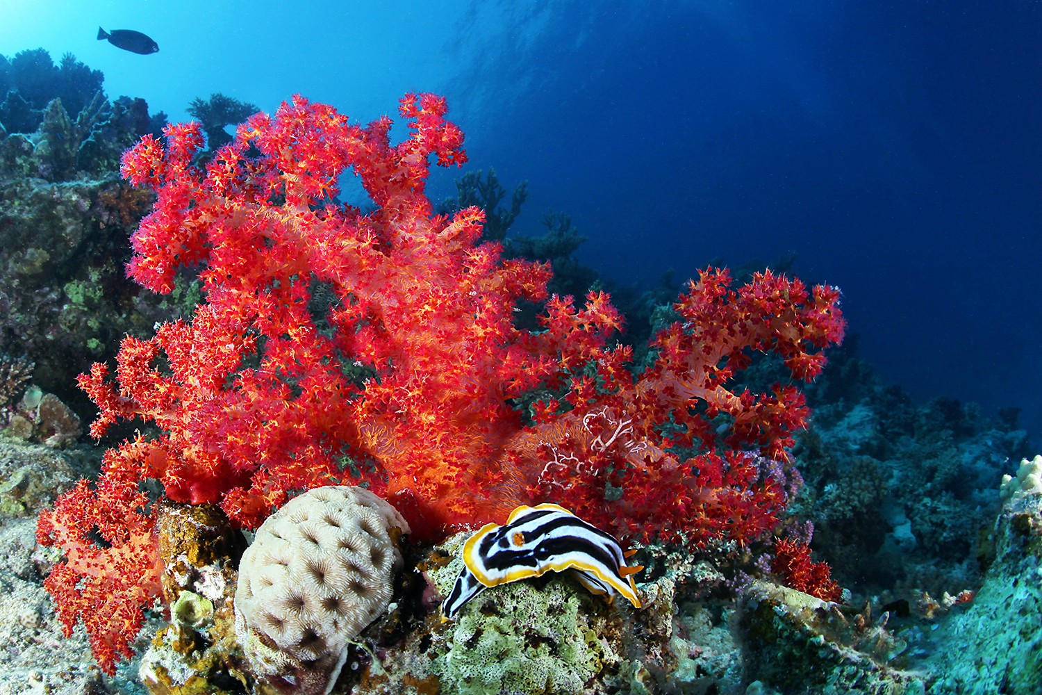 Rekorder spašava egipatske koraljne grebene - SCUBAlife