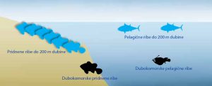 Raznolikost i raspored riba u Jadranu - SCUBAlife